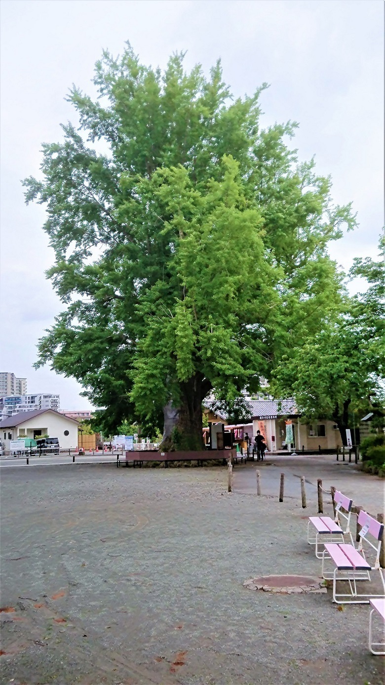 遊行寺(清浄光寺): つとつとのブログ