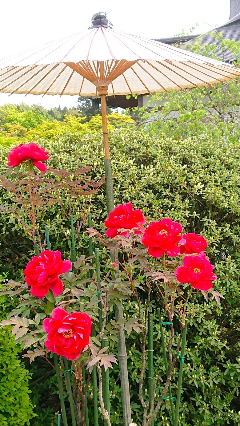 俱利伽羅不動寺西の坊 鳳凰殿: つとつとのブログ